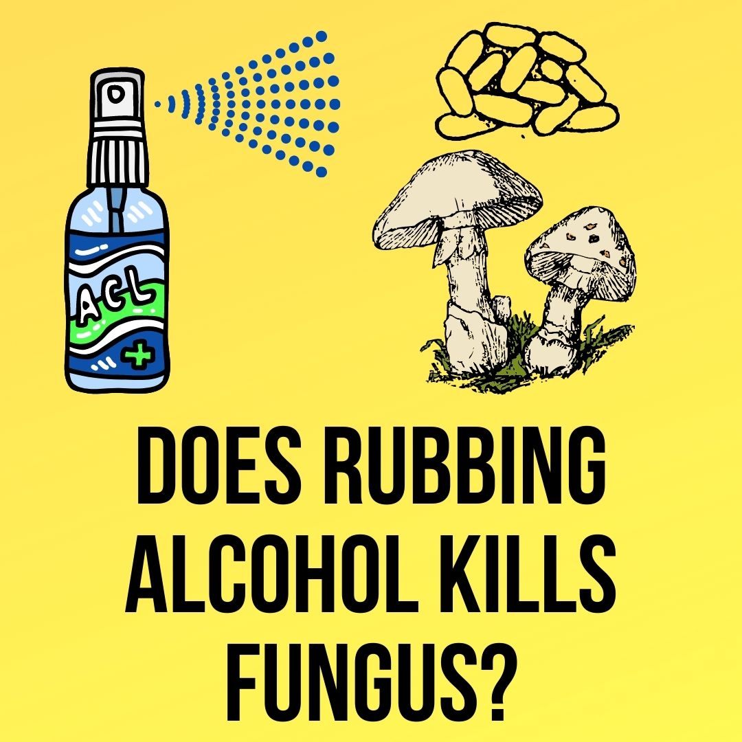Does Rubbing Alcohol Kill Fungus On Skin And Plants?