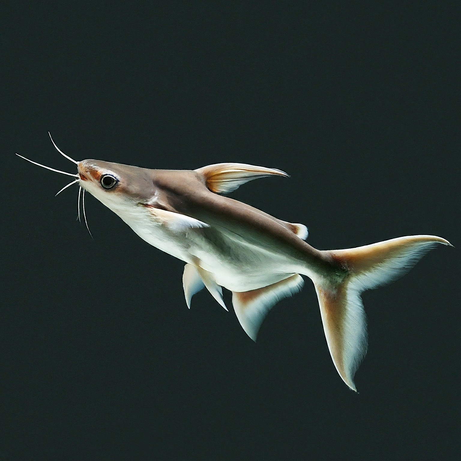 18 Freshwater Aquarium Sharks: Tank Setup, Care and More - Shark Truth