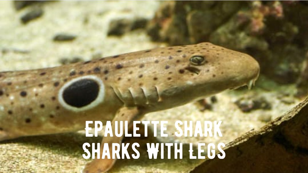 Epaulette Shark: Shark with Legs aka Walking Shark - Shark Truth