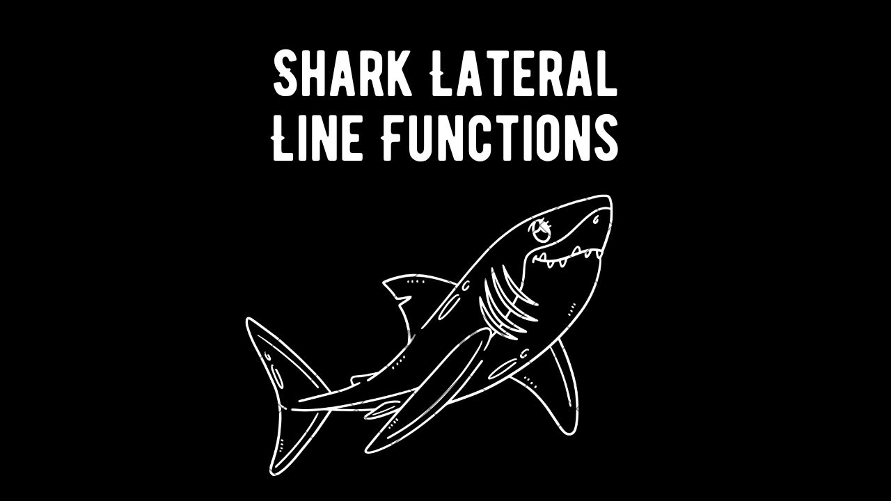 How Shark Lateral Line Function Works? - Shark Truth