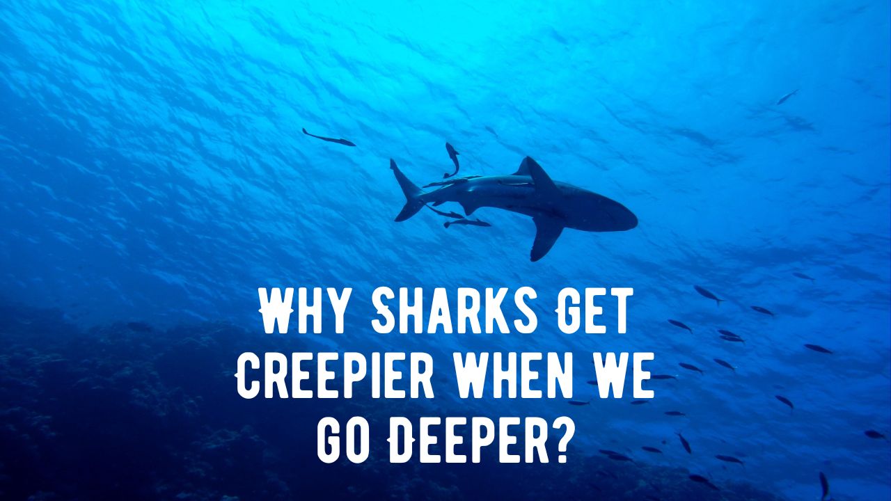 Why Do Sharks Get Creepier The Deeper I Go? Myth or Truth - Shark Truth