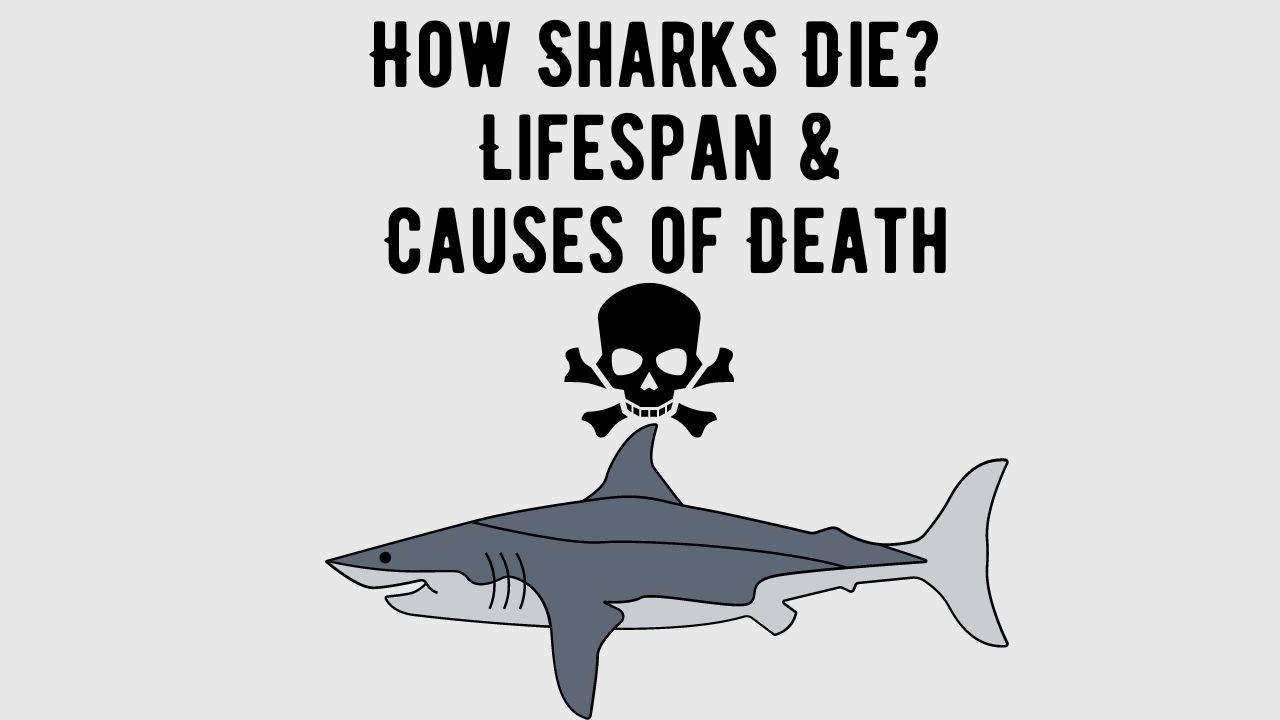 How Do Sharks Die? Lifespan and Causes of Death - Shark Truth