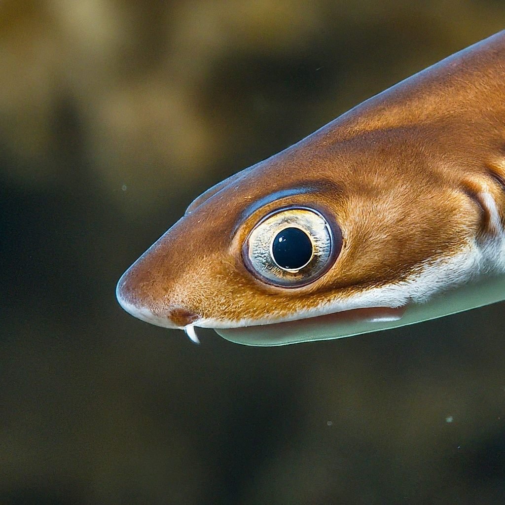 12 Smallest Shark Species: A Comprehensive Exploration - Shark Truth 12 Smallest Shark Species: A Comprehensive Exploration - Shark Truth