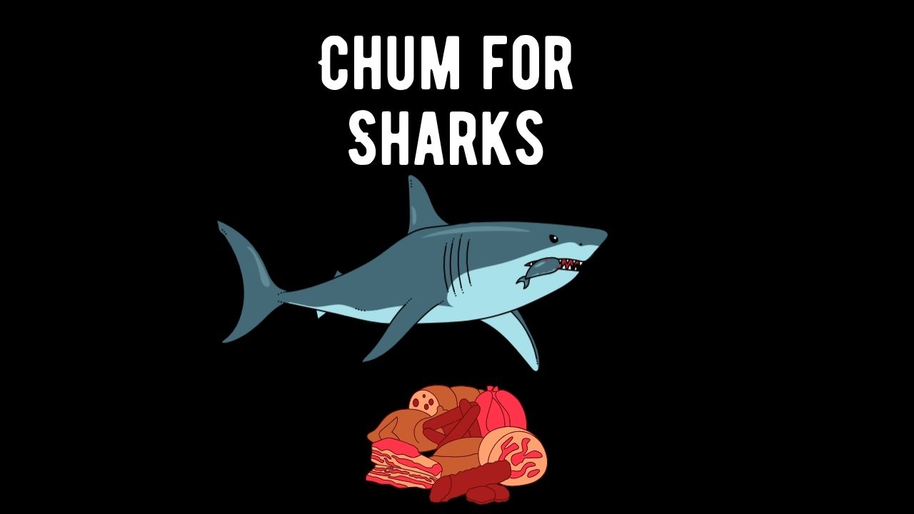 Chum for Sharks: Types, Uses, and Ethical Considerations - Shark Truth