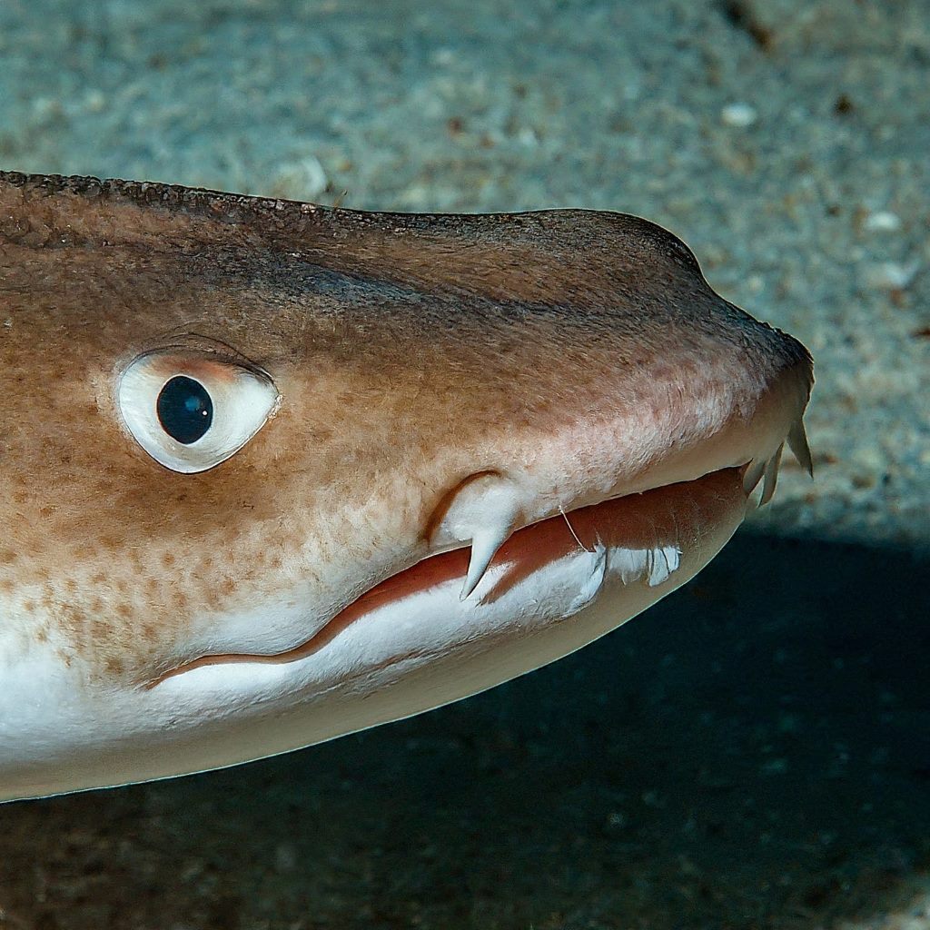 32 Most Weird Looking Shark Species - Shark Truth