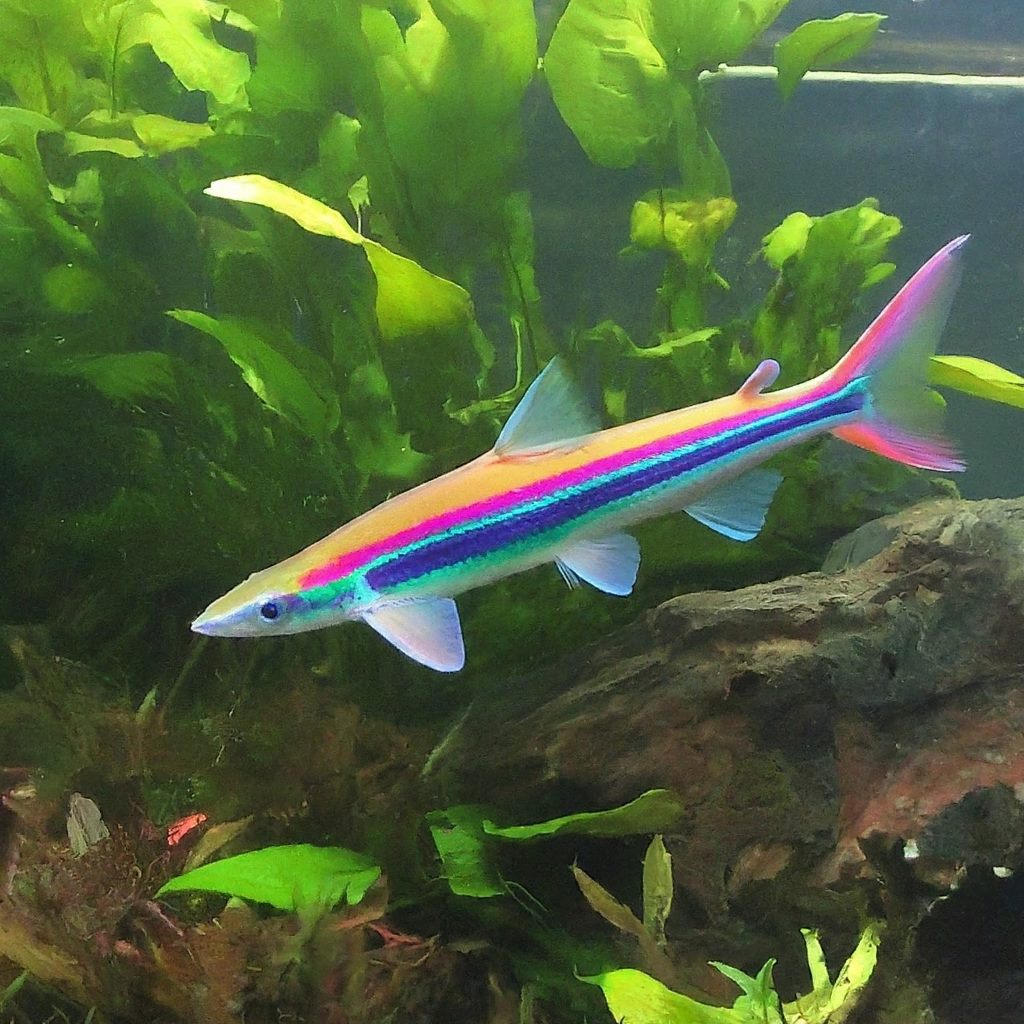 18 Freshwater Aquarium Sharks: Tank Setup, Care and More - Shark Truth