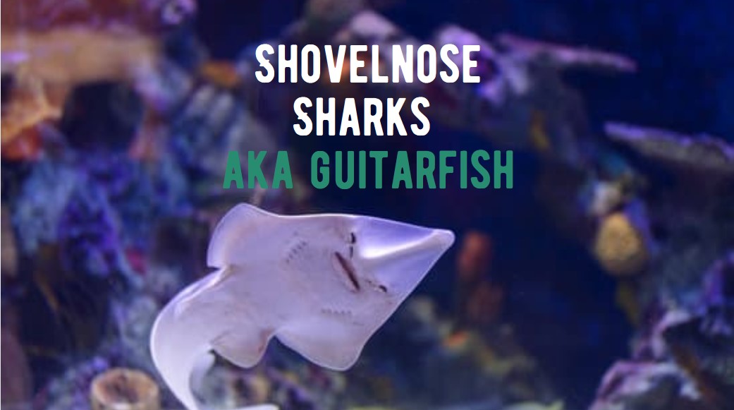 Shovelnose Guitarfish: A Comprehensive Guide - Shark Truth
