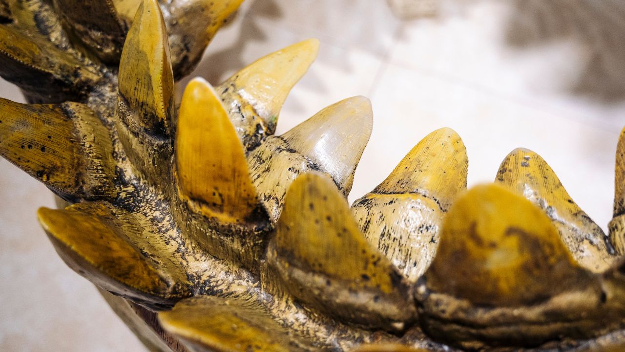 17 Best Beaches To Find Sharks Teeth in USA - Shark Truth