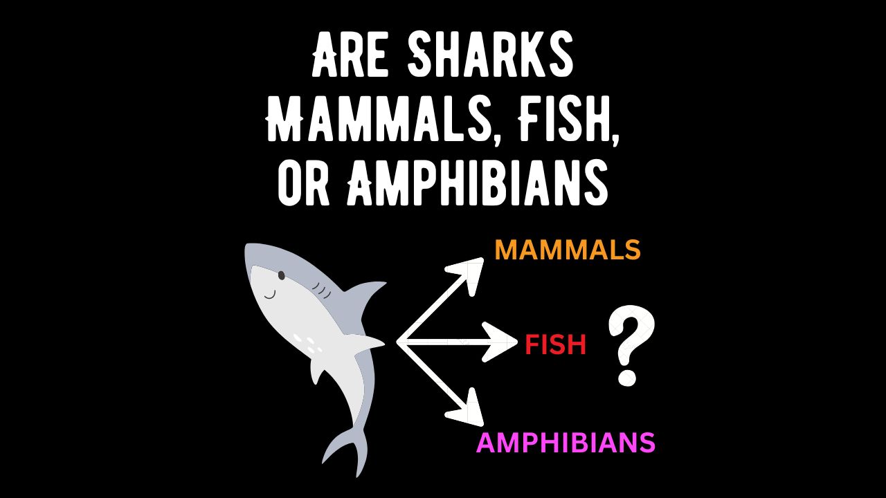 Understanding Sharks: Are They Mammals, Fish, or Amphibians? - Shark Truth