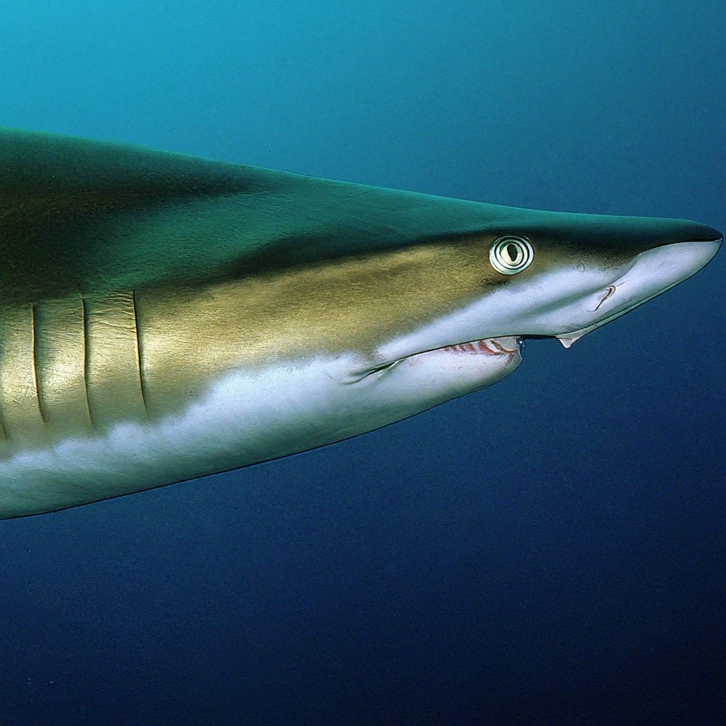 32 Most Weird Looking Shark Species - Shark Truth