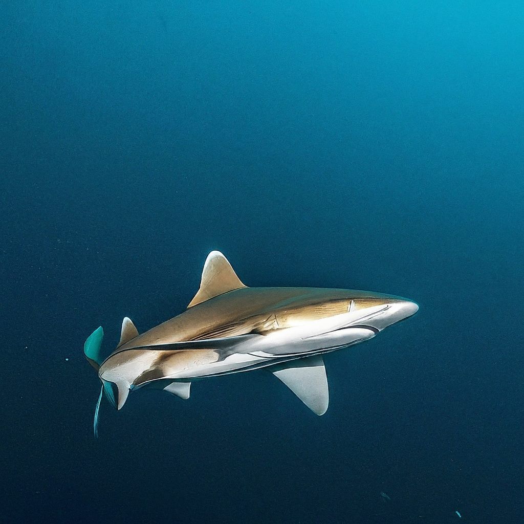 32 Most Weird Looking Shark Species - Shark Truth