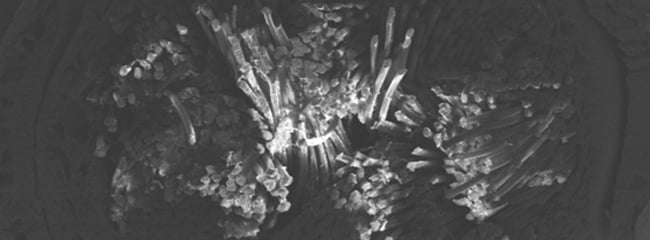 RO Membrane Autopsy, UF/MBR Autopsy, Challenge Water Analysis, Efficacy ...