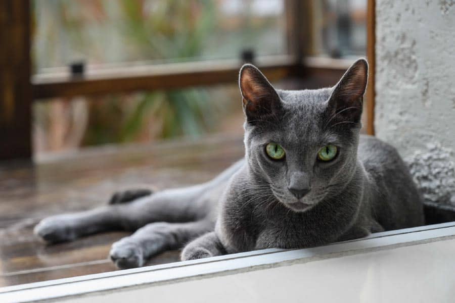 Rasy kotów domowych – poradnik dla przyszłych właścicieli!