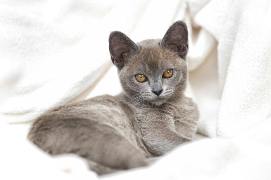 Rasy kotów domowych – poradnik dla przyszłych właścicieli!