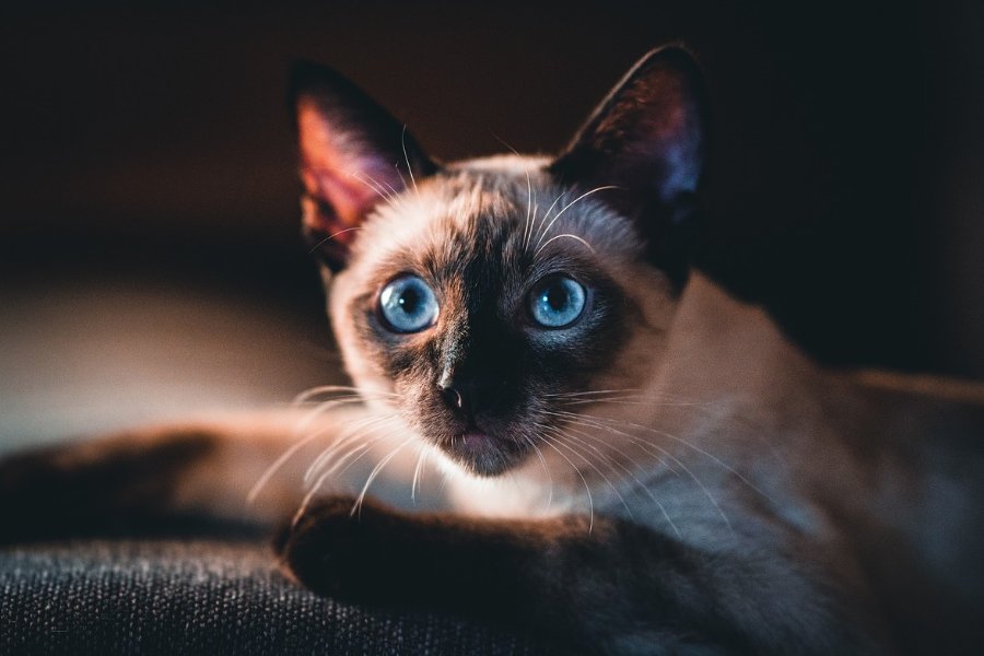 Rasy kotów domowych – poradnik dla przyszłych właścicieli!