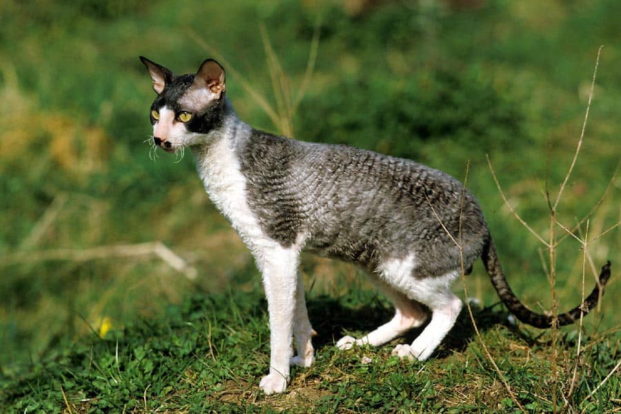 Rasy kotów domowych – poradnik dla przyszłych właścicieli!