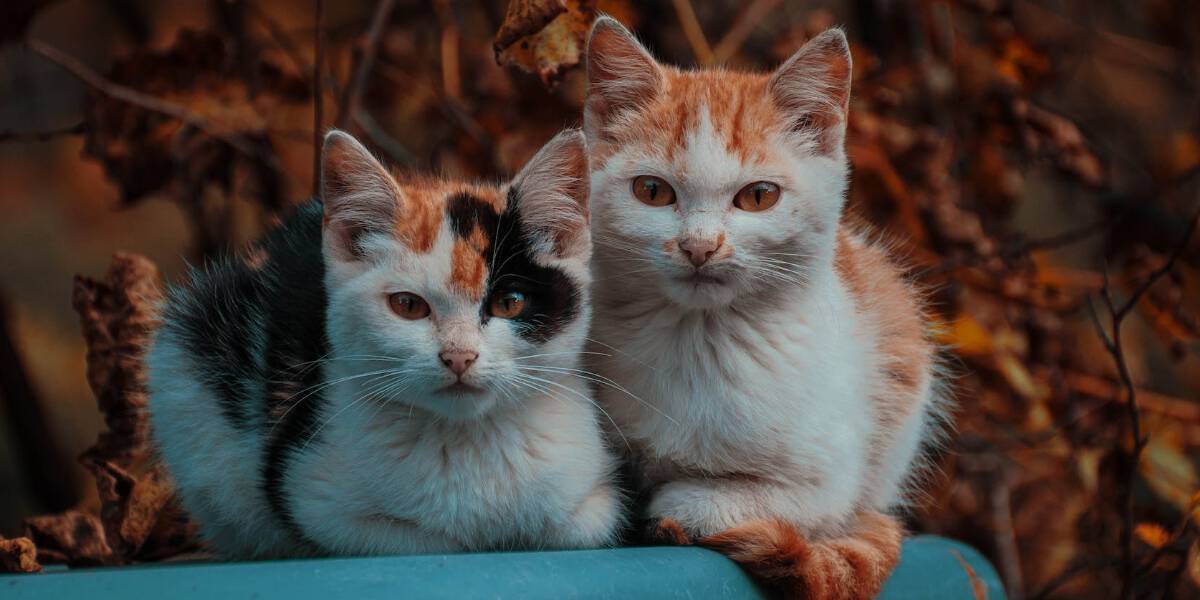 Rasy kotów domowych – poradnik dla przyszłych właścicieli!